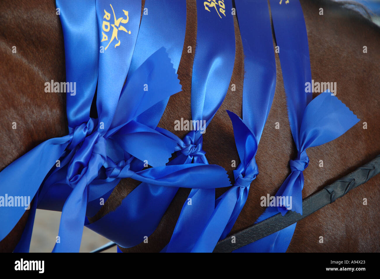 Blue first champion prize ribbons on riding for disabled horse at event ...