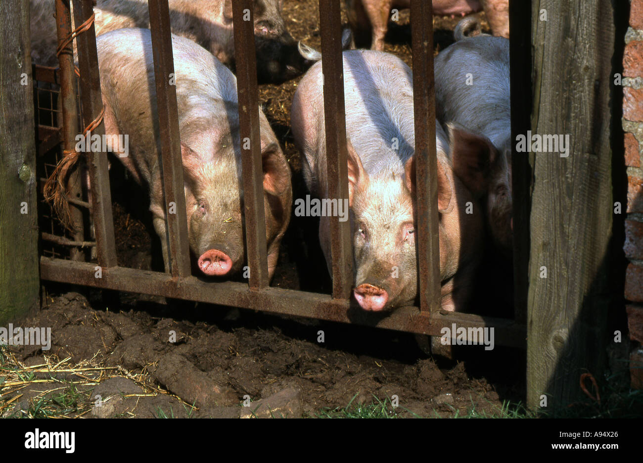 Pigs in open air rearing pens being bred and fattened for market Stock ...