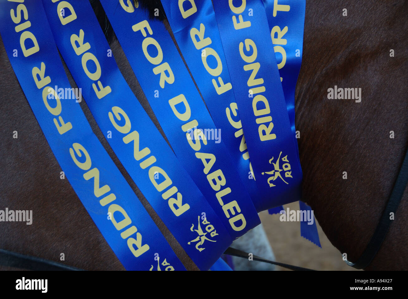 Blue first champion prize ribbons on riding for disabled horse at event ...