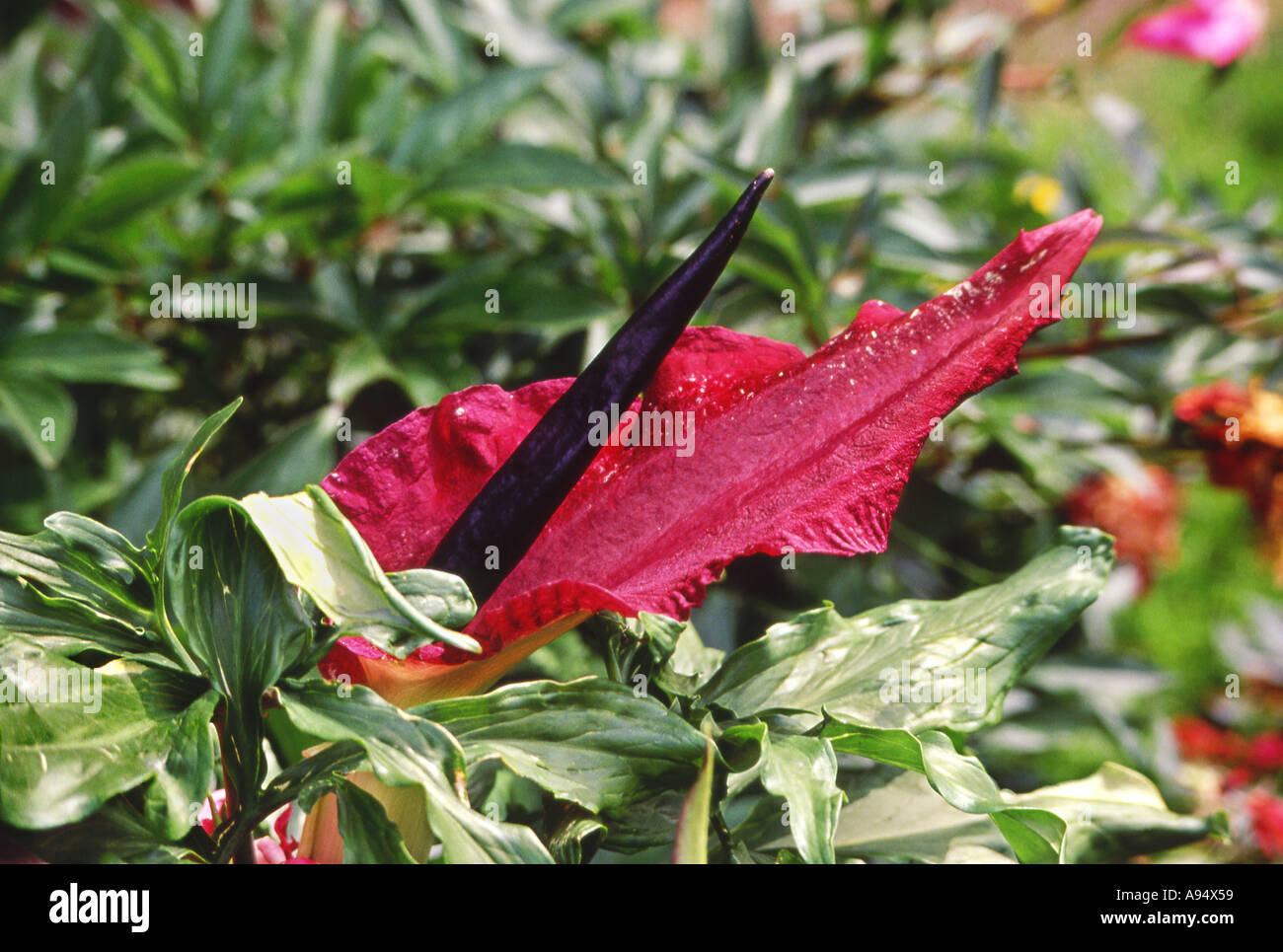 Dracunculus vulgaris hi-res stock photography and images - Alamy