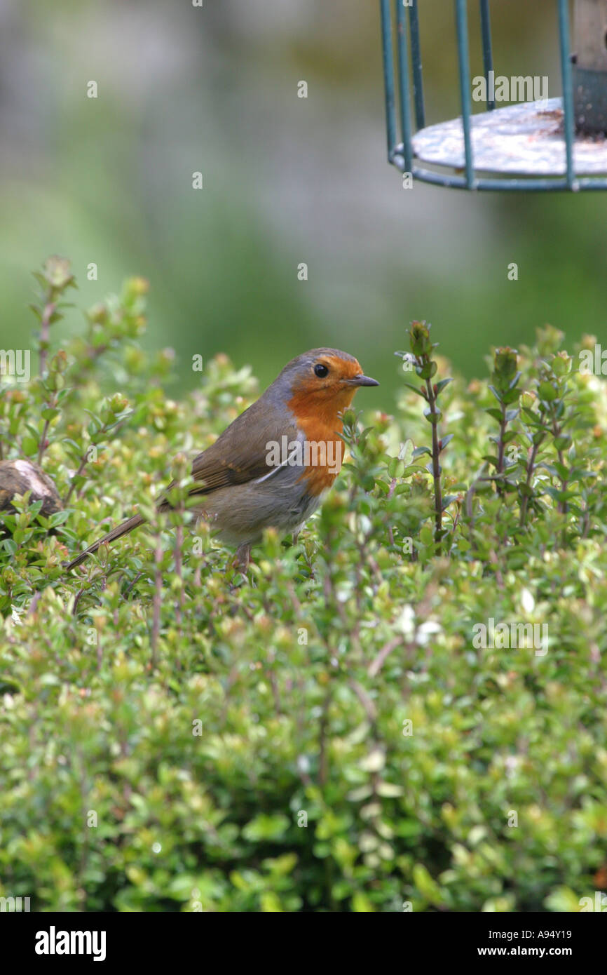 Bird nest hedge hi-res stock photography and images - Alamy