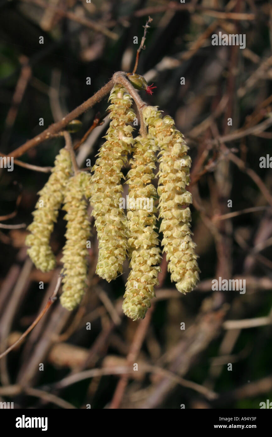 Hazel tree lambs tail katkins Stock Photo - Alamy