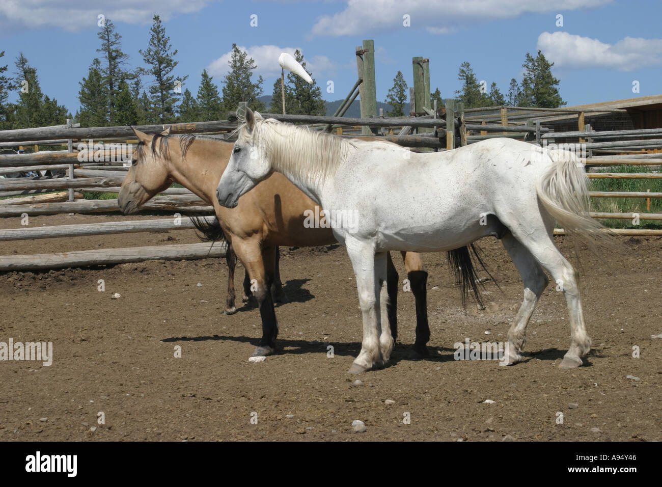 Two horses standing in a Canadian corral Stock Photo - Alamy