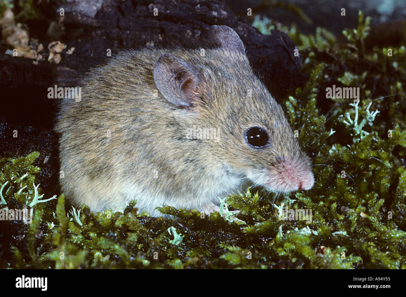 Wood Mouse Apodemus sylvaticus Stock Photo - Alamy