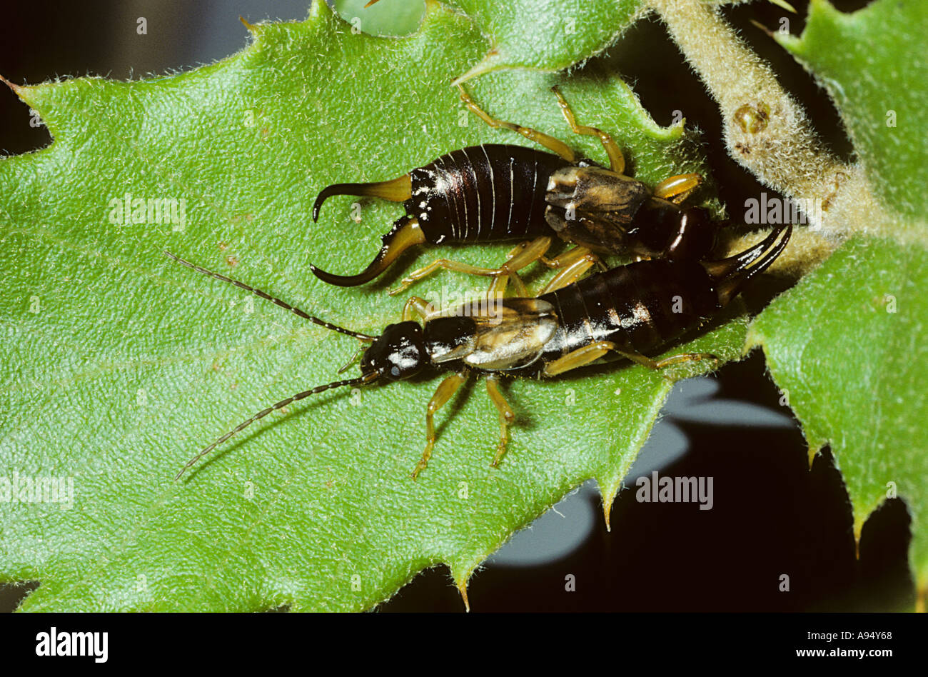 Male and female Earwigs Forficula auricularia resting Stock Photo - Alamy