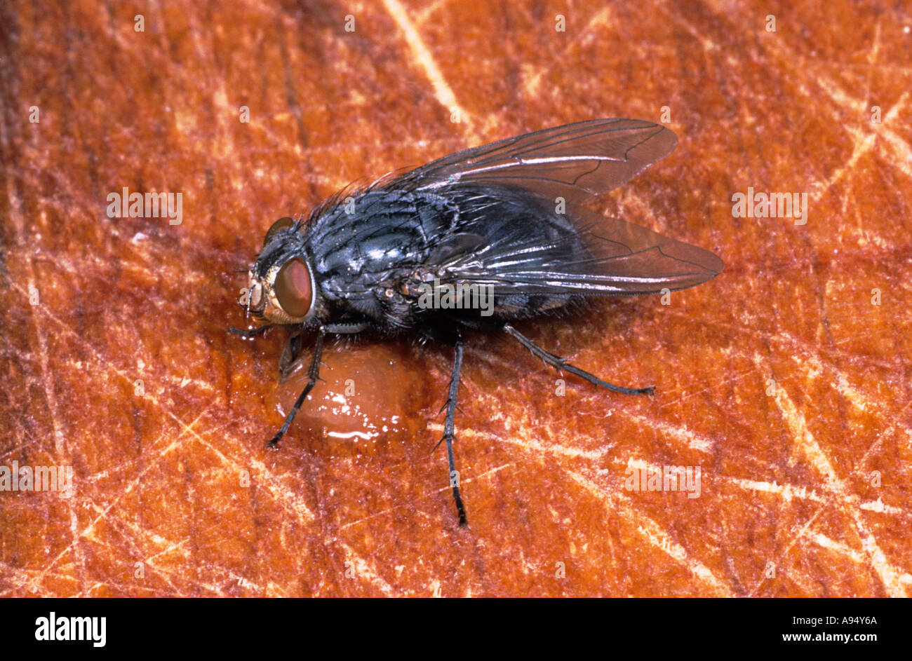 Calliphora erythrocephala hi-res stock photography and images - Alamy