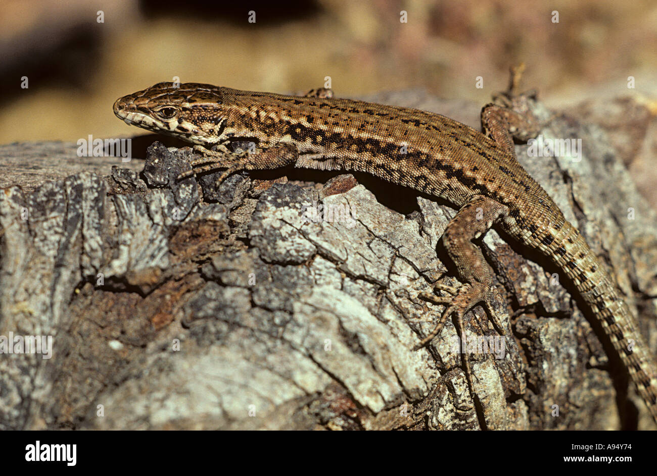 Zoology wildlife herpetology wall common podarcis muralis lacertidae hi ...