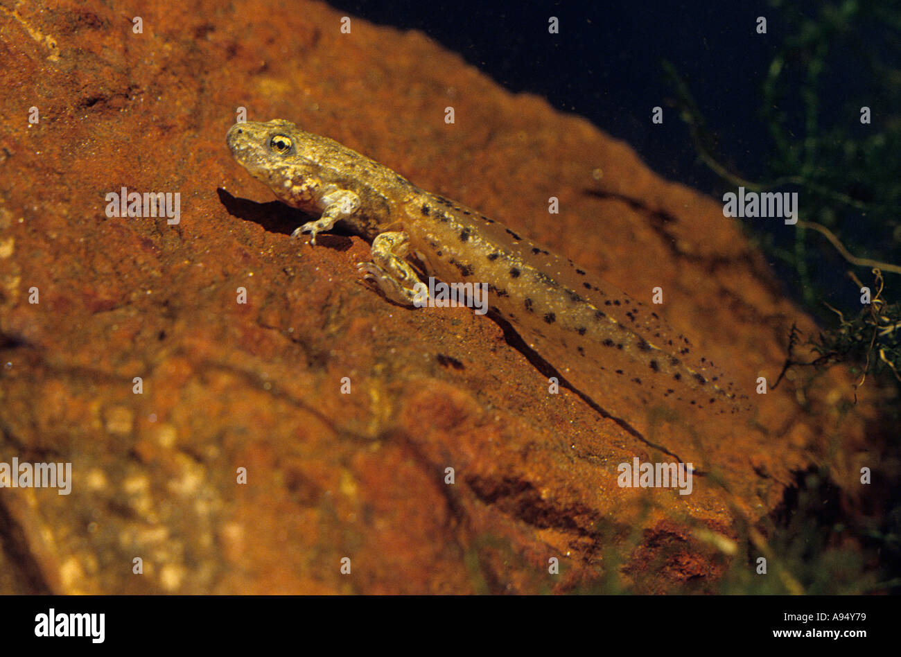 Midwife Toad Alytes obstetricans tailed young Stock Photo - Alamy