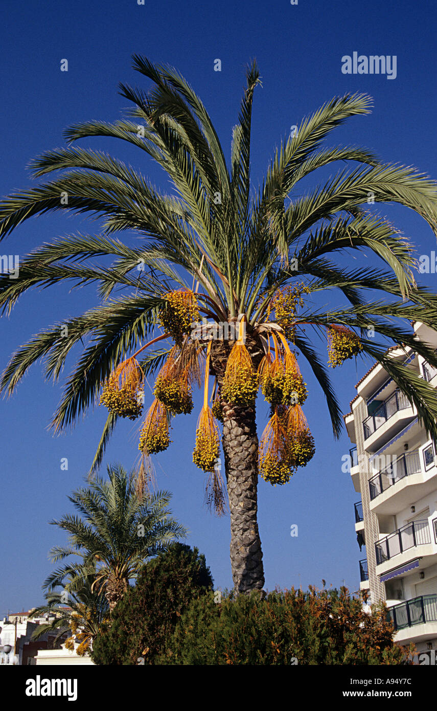 Female Date Palm Phoenix dactylifera Sant Pol de Mar Catalonia Spain ...
