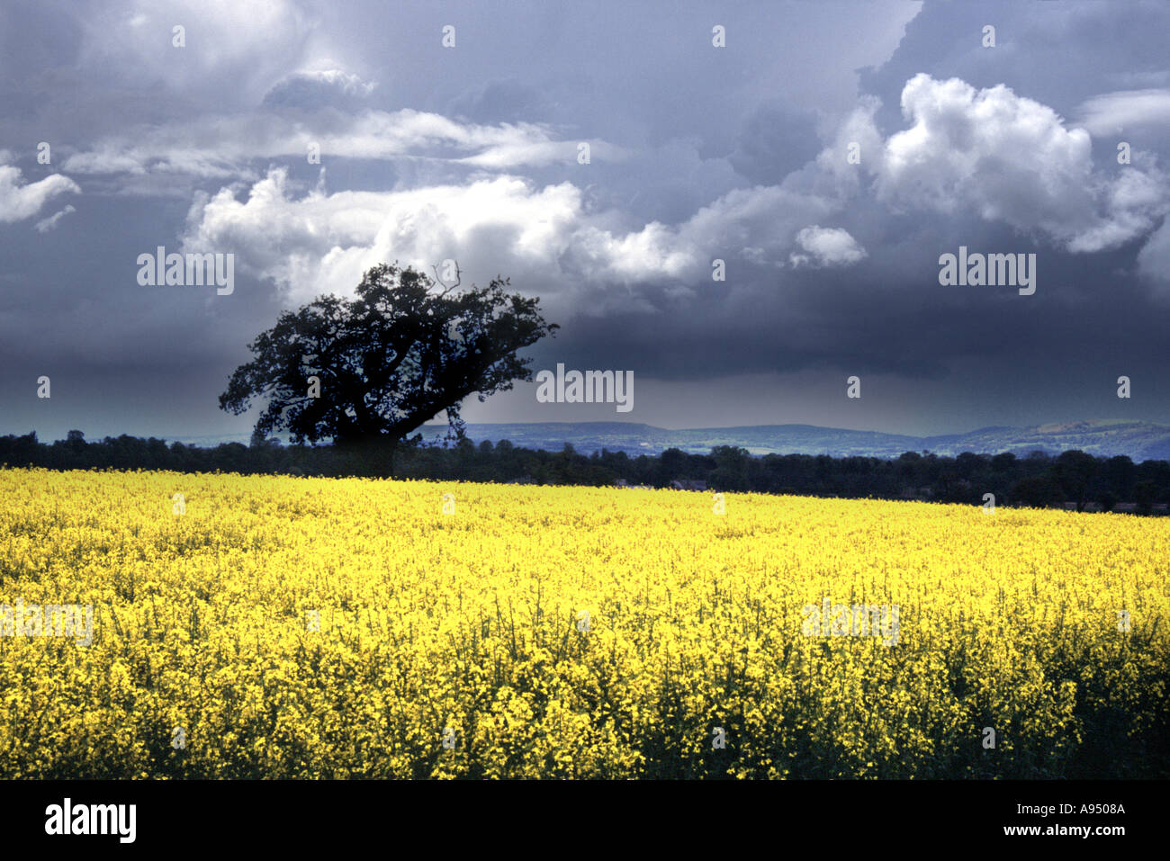 Rapeseed Field Cheshire England UK Europe Stock Photo - Alamy