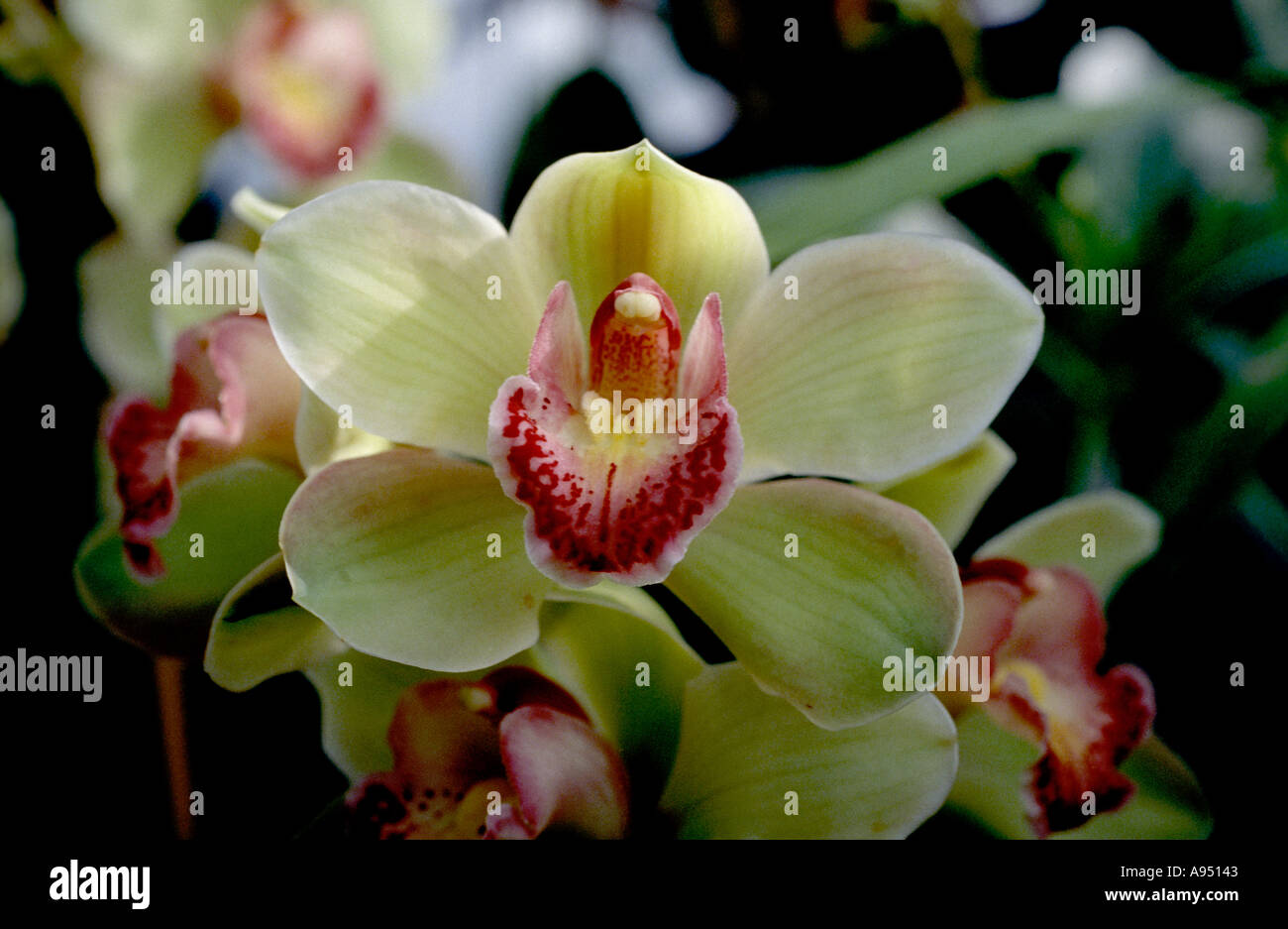 Harmonic Growth High Resolution Stock Photography and Images - Alamy
