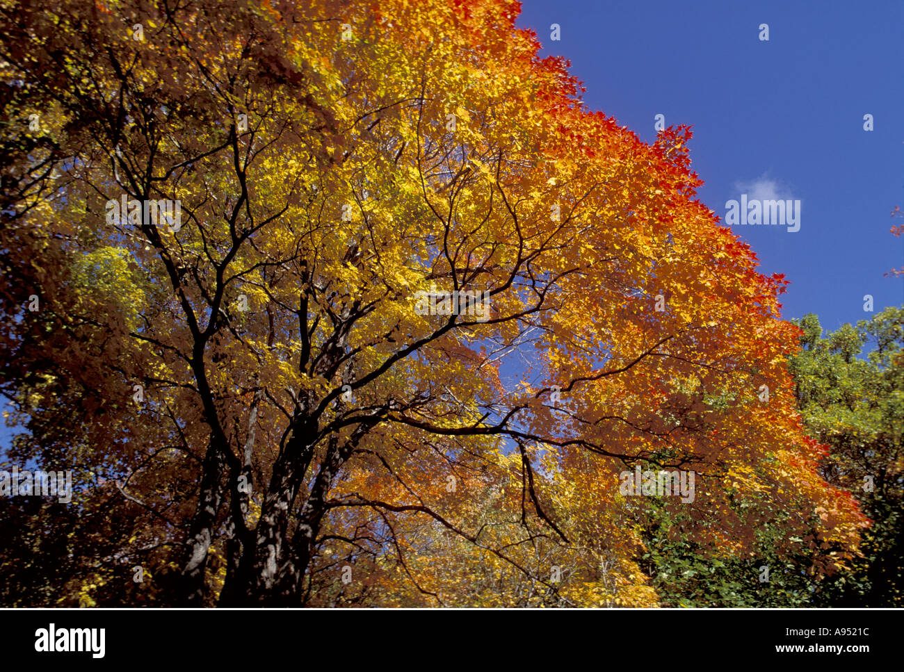 Autumn on Mt Royal Stock Photo - Alamy