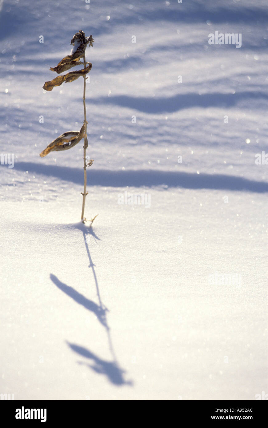 twig in the snow Stock Photo - Alamy