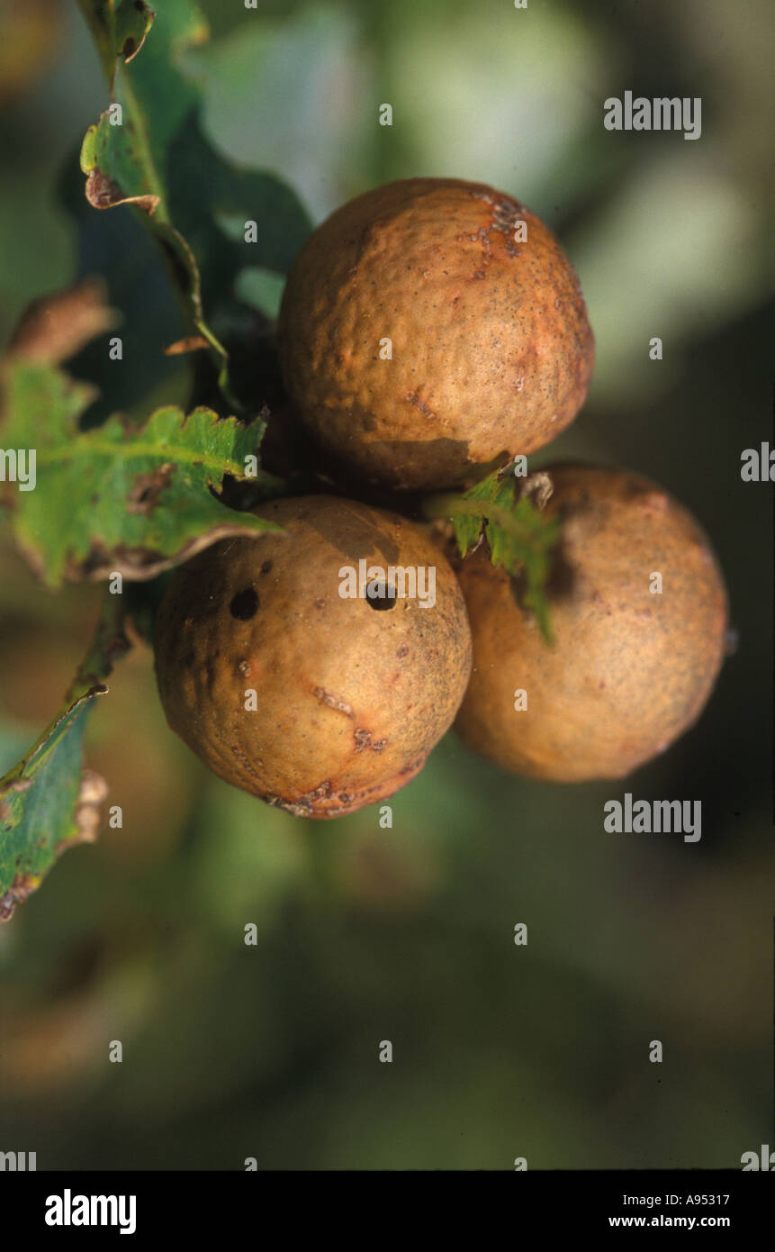 Oak Marble Gall Stock Photo - Alamy