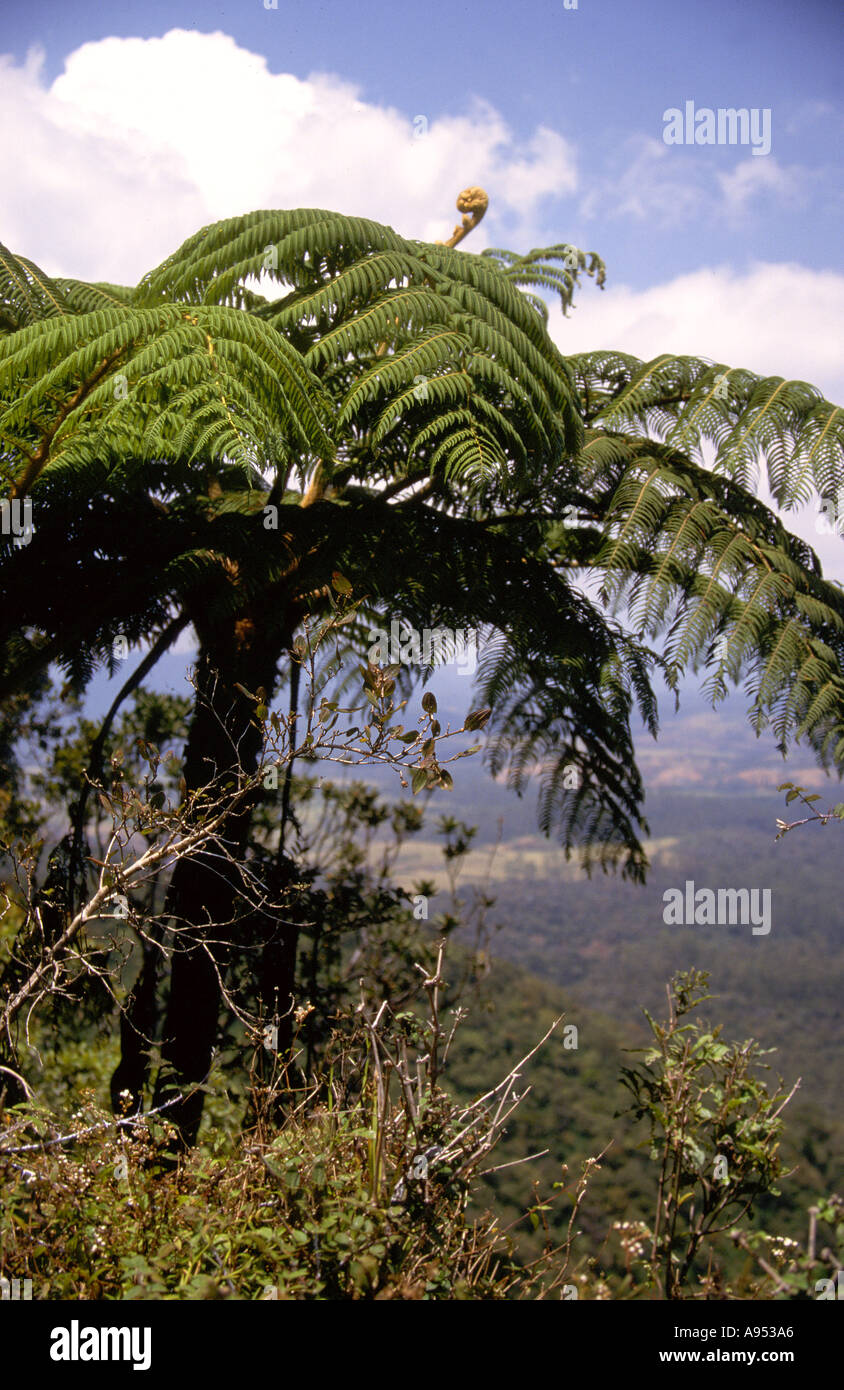 Tree fern sri lanka hi-res stock photography and images - Alamy