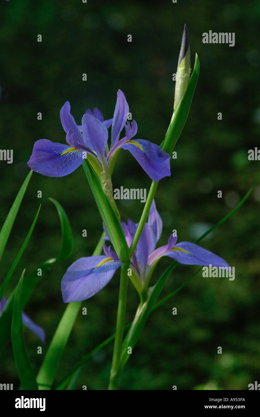 Louisiana iris hi-res stock photography and images - Alamy