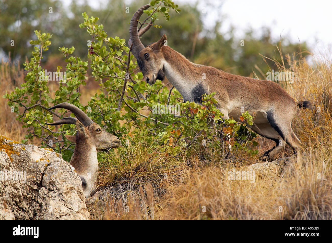 Spanish Ibex male Capra pyrenaica Spain Stock Photo - Alamy