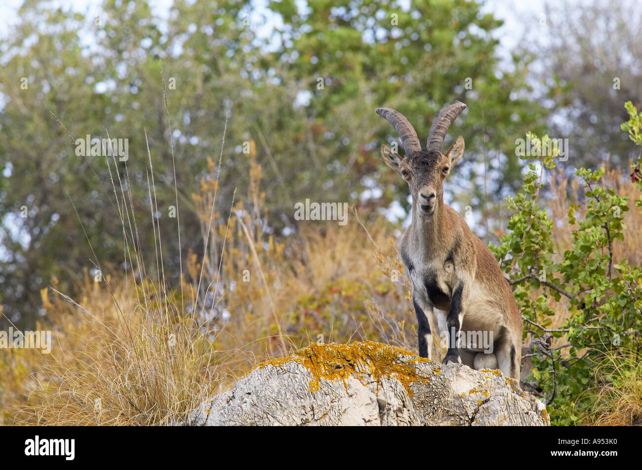 Spanish Ibex male Capra pyrenaica Spain Stock Photo - Alamy
