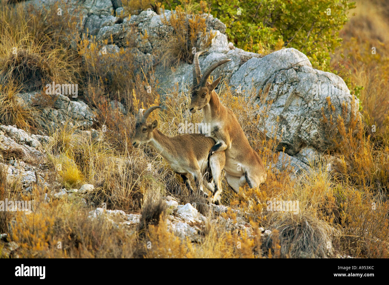 Spanish Ibex Capra pyrenaica Spain Stock Photo - Alamy