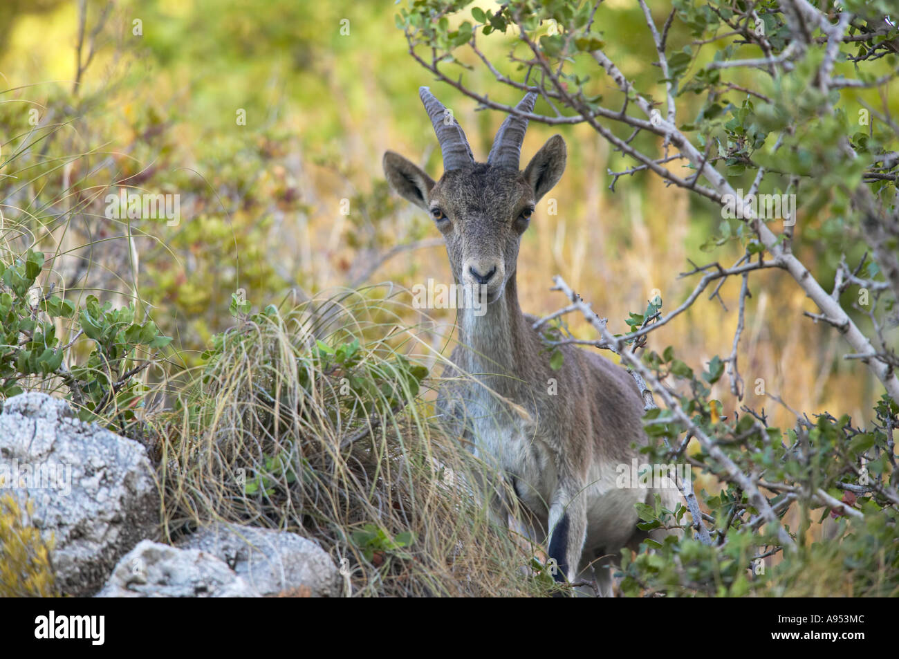 Spanish Ibex Capra pyrenaica Spain Stock Photo - Alamy