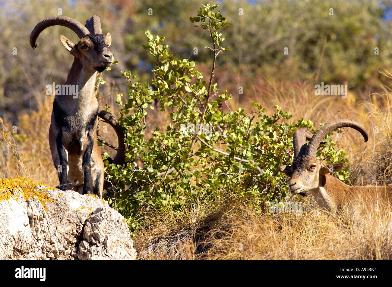 Spanish Ibex male Capra pyrenaica Spain Stock Photo - Alamy