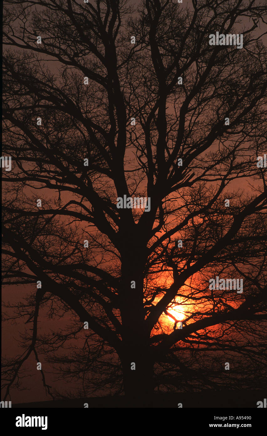 Large tree in sunset Stock Photo - Alamy