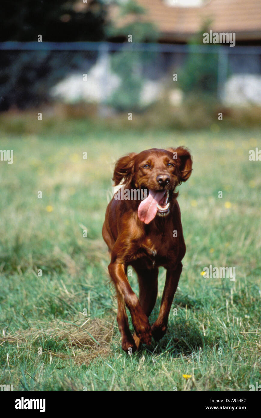 Red Setter running to greet visitors Stock Photo - Alamy