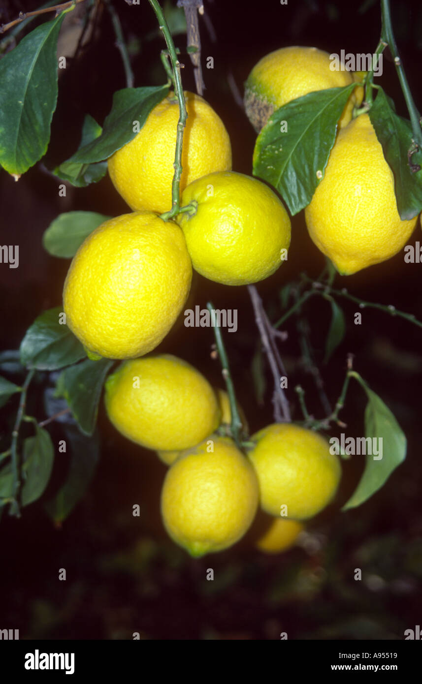 Lemons on a tree Stock Photo - Alamy