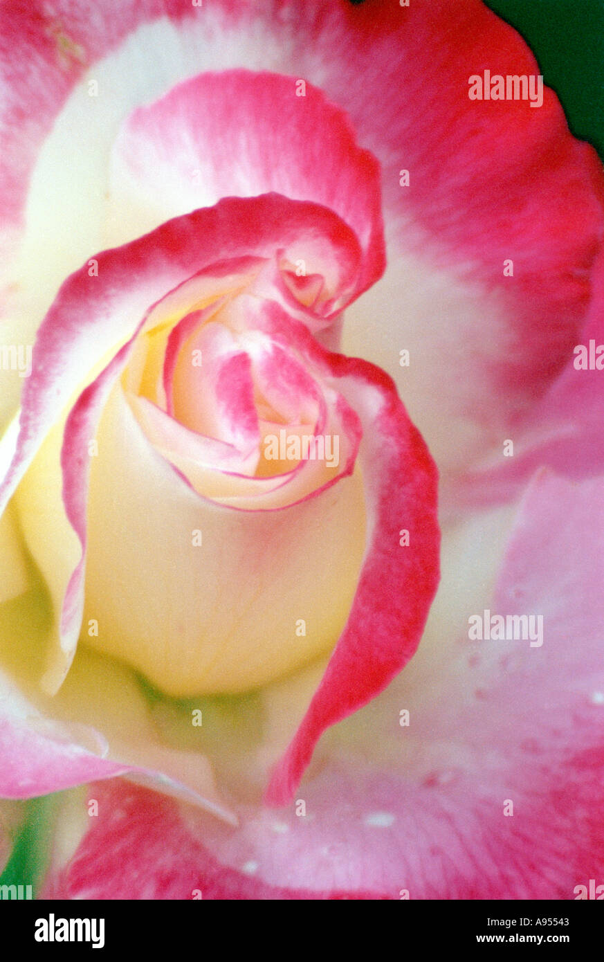 Christ rose hi-res stock photography and images - Alamy