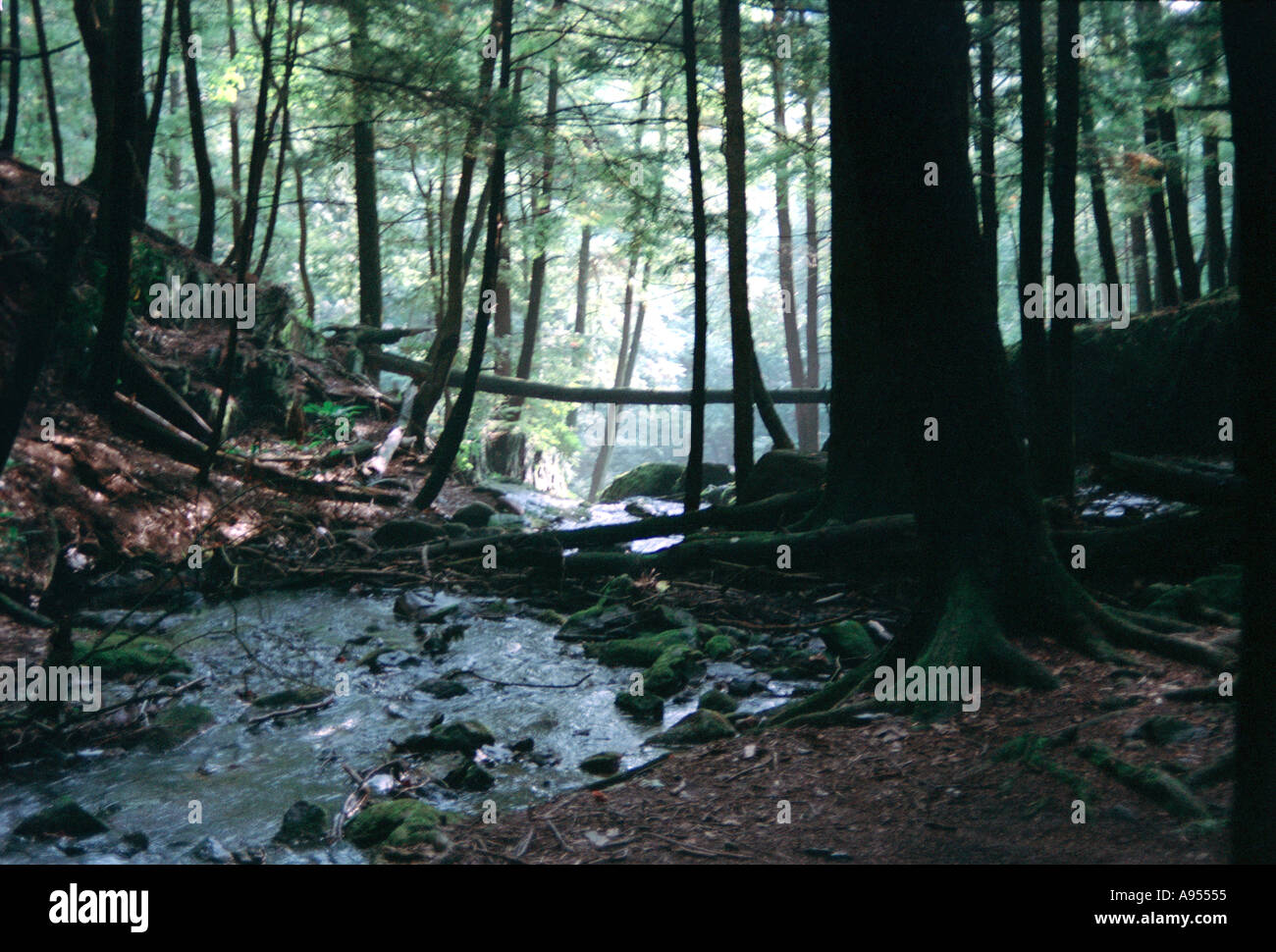 Fallen log across stream in forest Stock Photo - Alamy