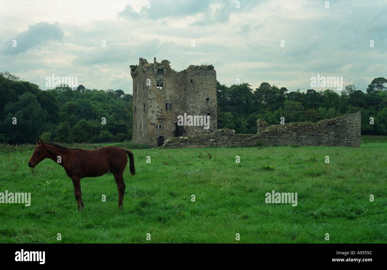 Horse standing in front of a castle in Ireland Stock Photo - Alamy