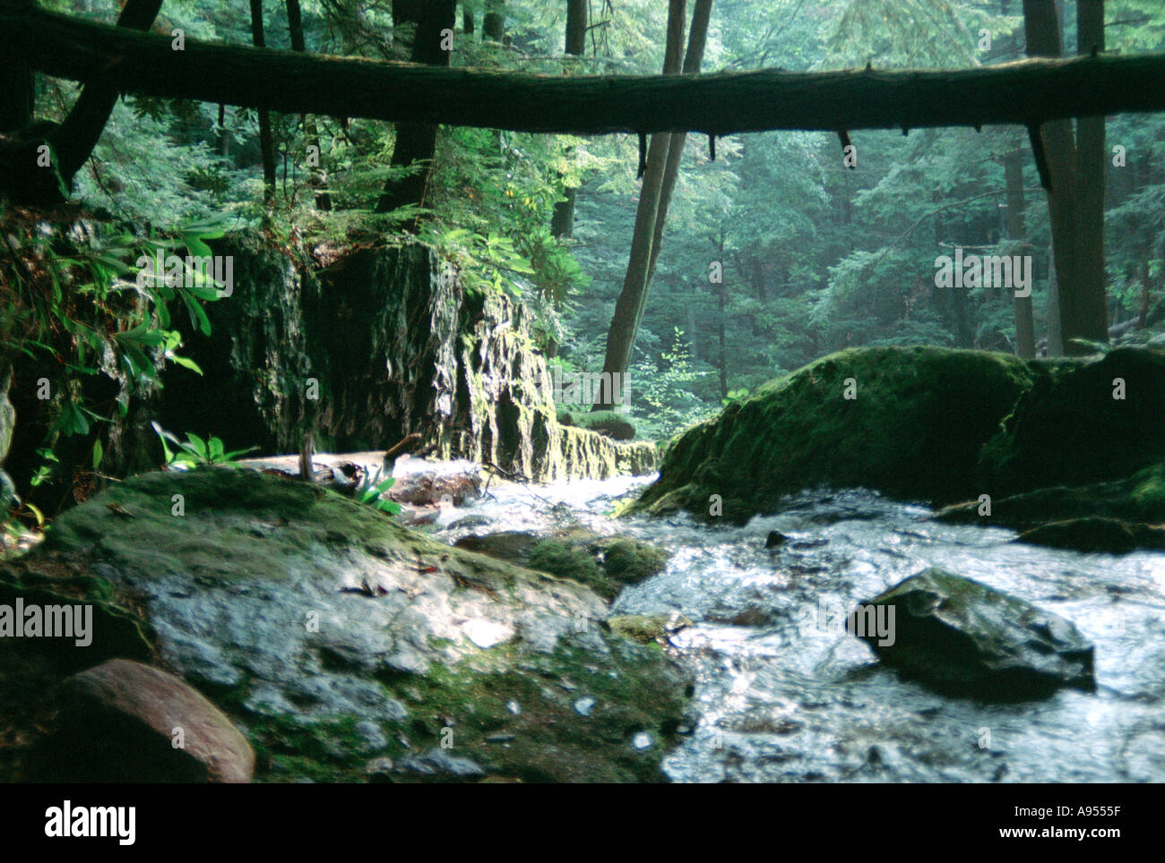 Roots Fallen Tree New Forest High Resolution Stock Photography and ...