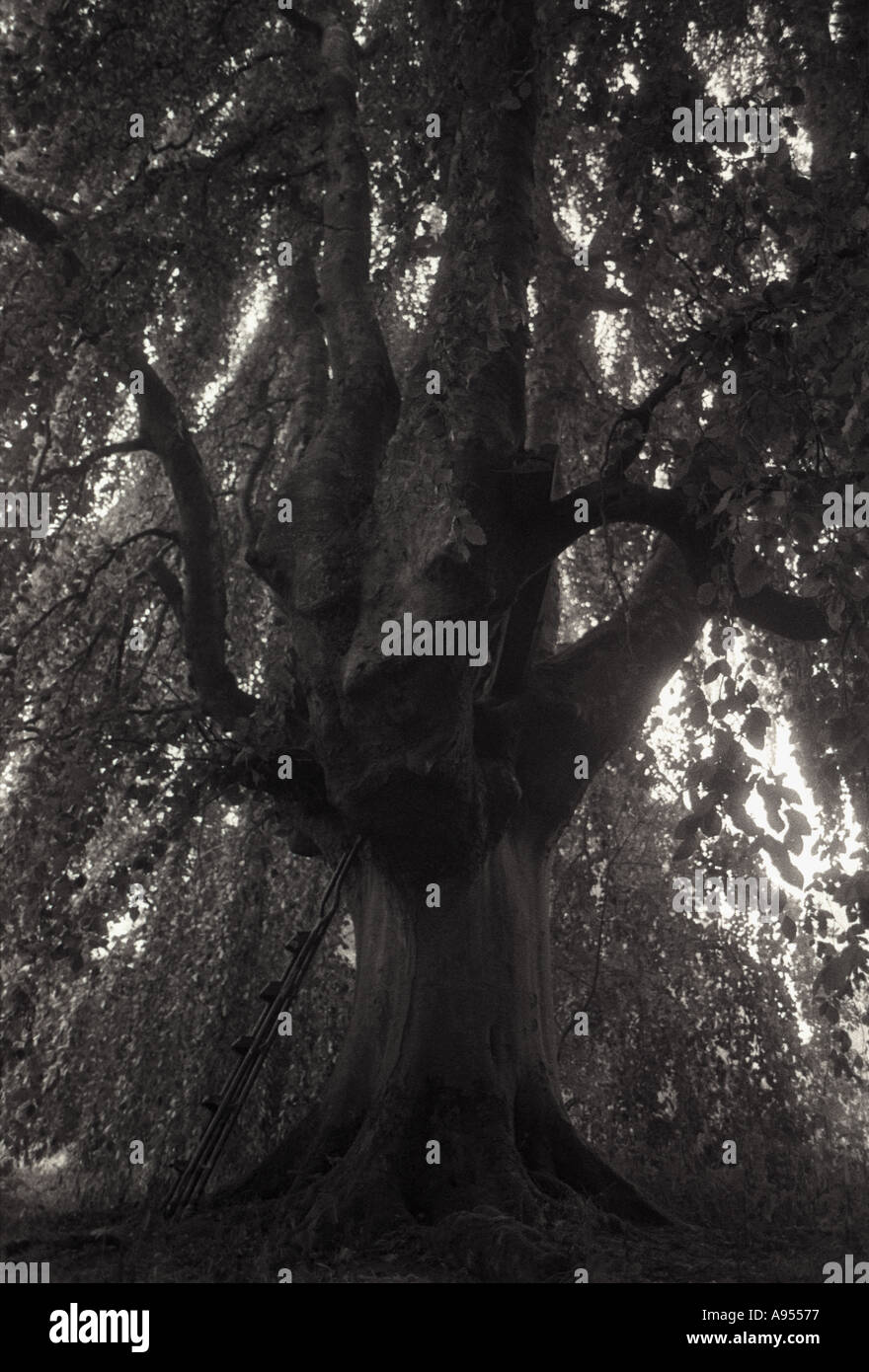 Ancient willow tree with ladder Ireland Stock Photo - Alamy