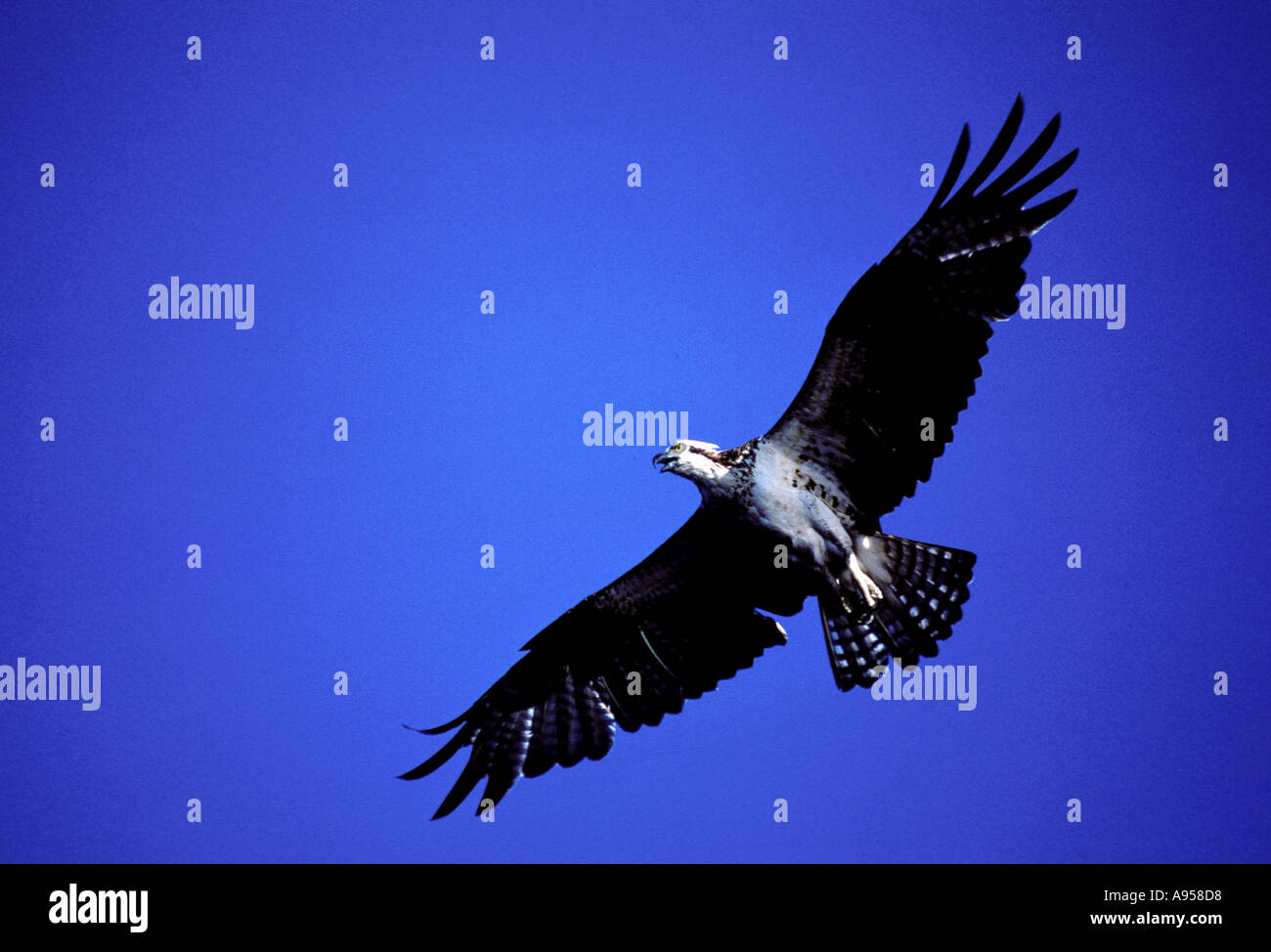 osprey in flight Stock Photo - Alamy