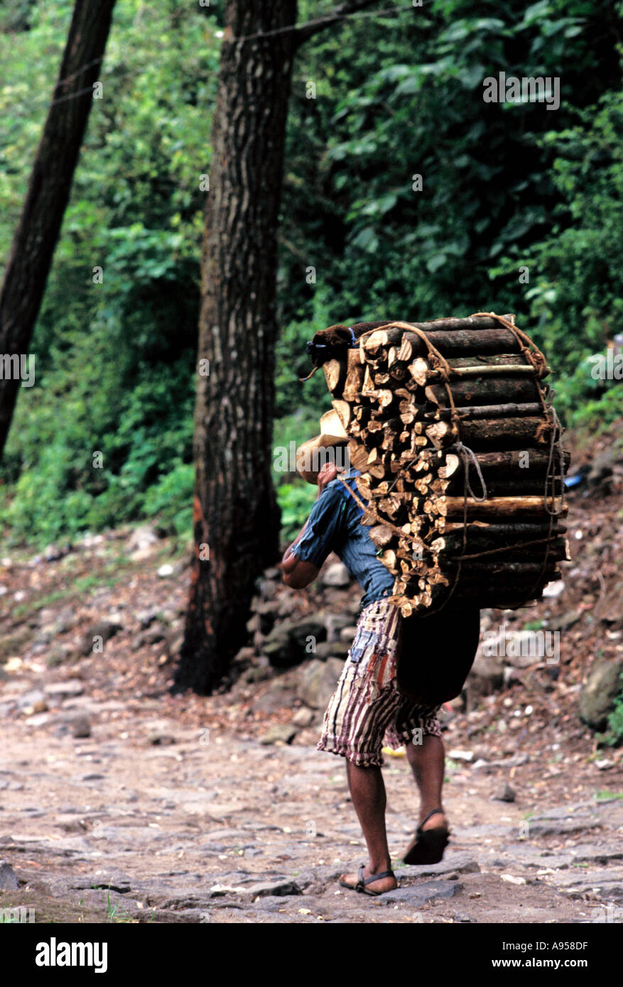 gathering firewood around Santiago de Atitlan Stock Photo - Alamy
