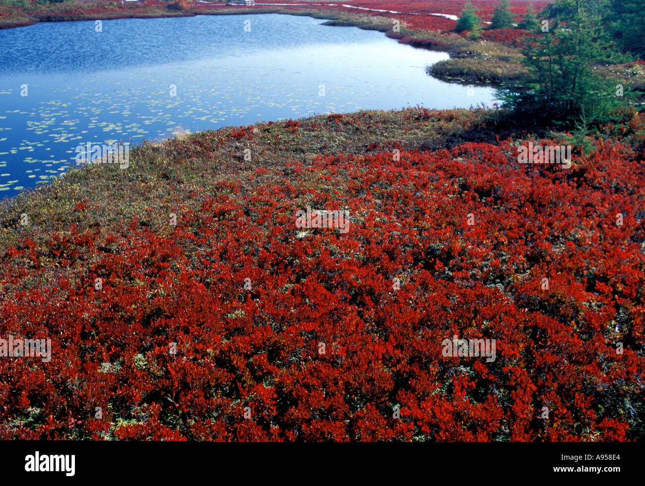 peat bog in canada Stock Photo - Alamy