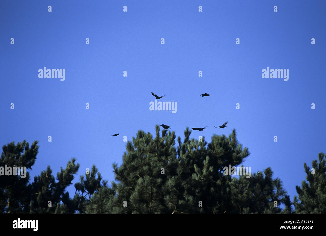 Flying black crows hi-res stock photography and images - Alamy