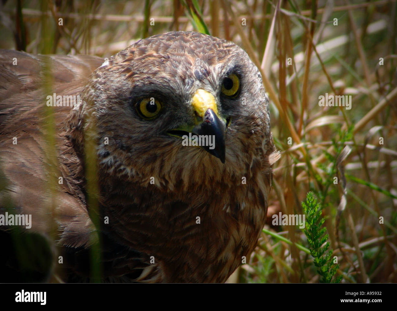 Harrier hawk new zealand hi-res stock photography and images - Alamy