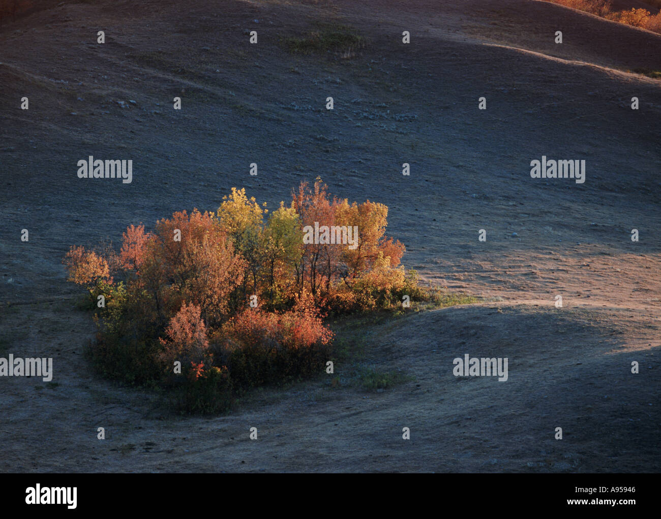 fall colors in scenic Saskatchewan Stock Photo - Alamy
