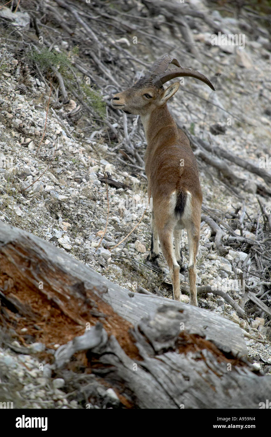 Spanish Ibex male Capra pyrenaica Spain Stock Photo - Alamy