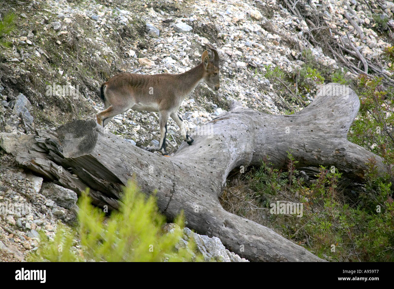 Spanish Ibex Capra pyrenaica Spain Stock Photo - Alamy