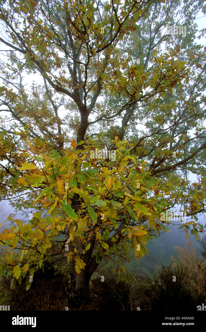 Oak quercus sp trees hi-res stock photography and images - Alamy