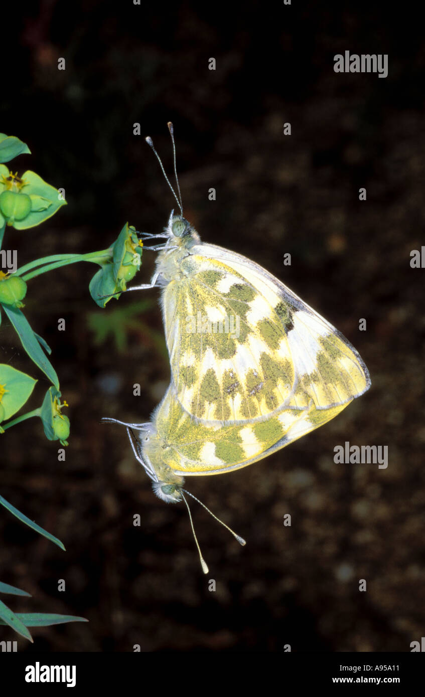Bath white butterflies hi-res stock photography and images - Alamy