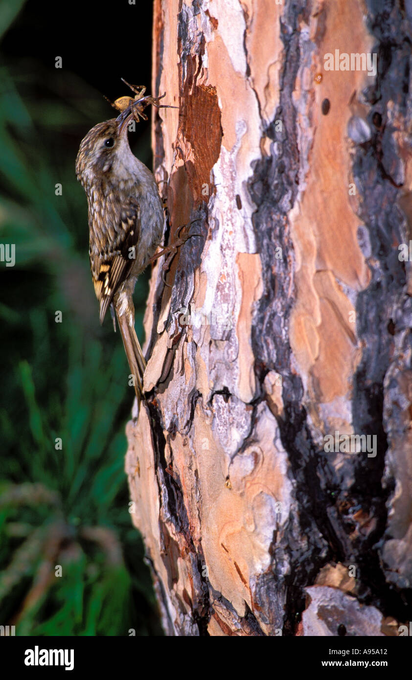 Short-toed Tree Creeper, Certhia brachydactyla. Entering at nest with ...