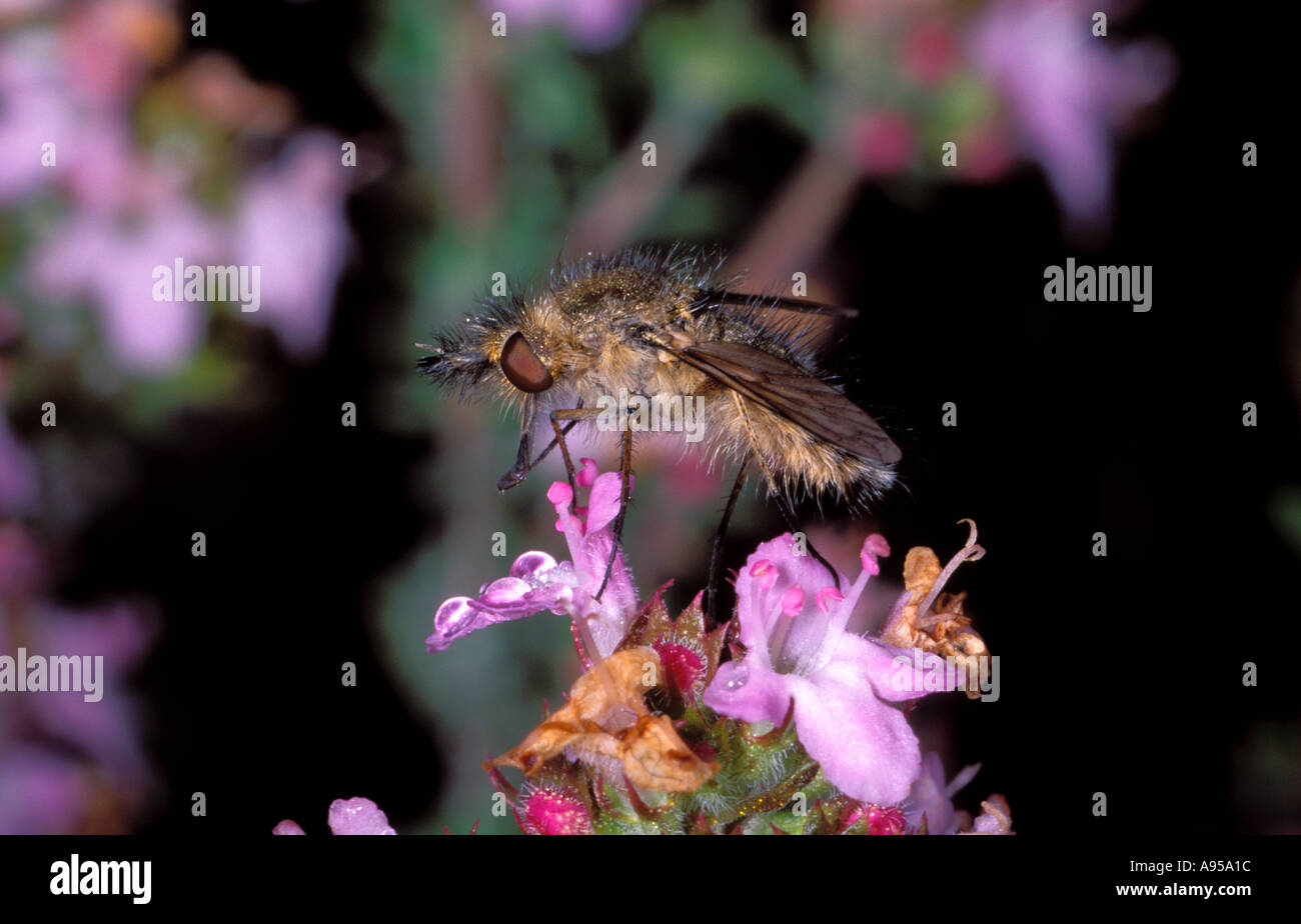 Fly, Order Diptera. On Thyme plant Stock Photo - Alamy