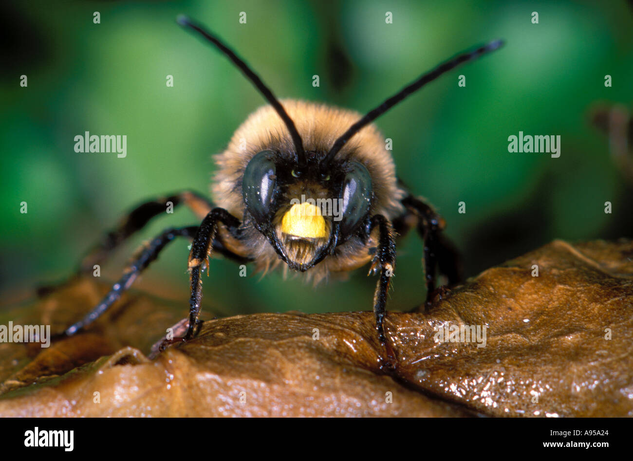 Longhorned bee hi-res stock photography and images - Alamy