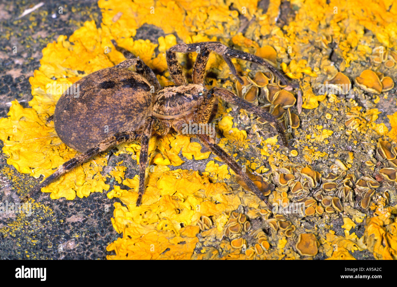 Spider, Zoropsis spinimana. On lichen Stock Photo - Alamy