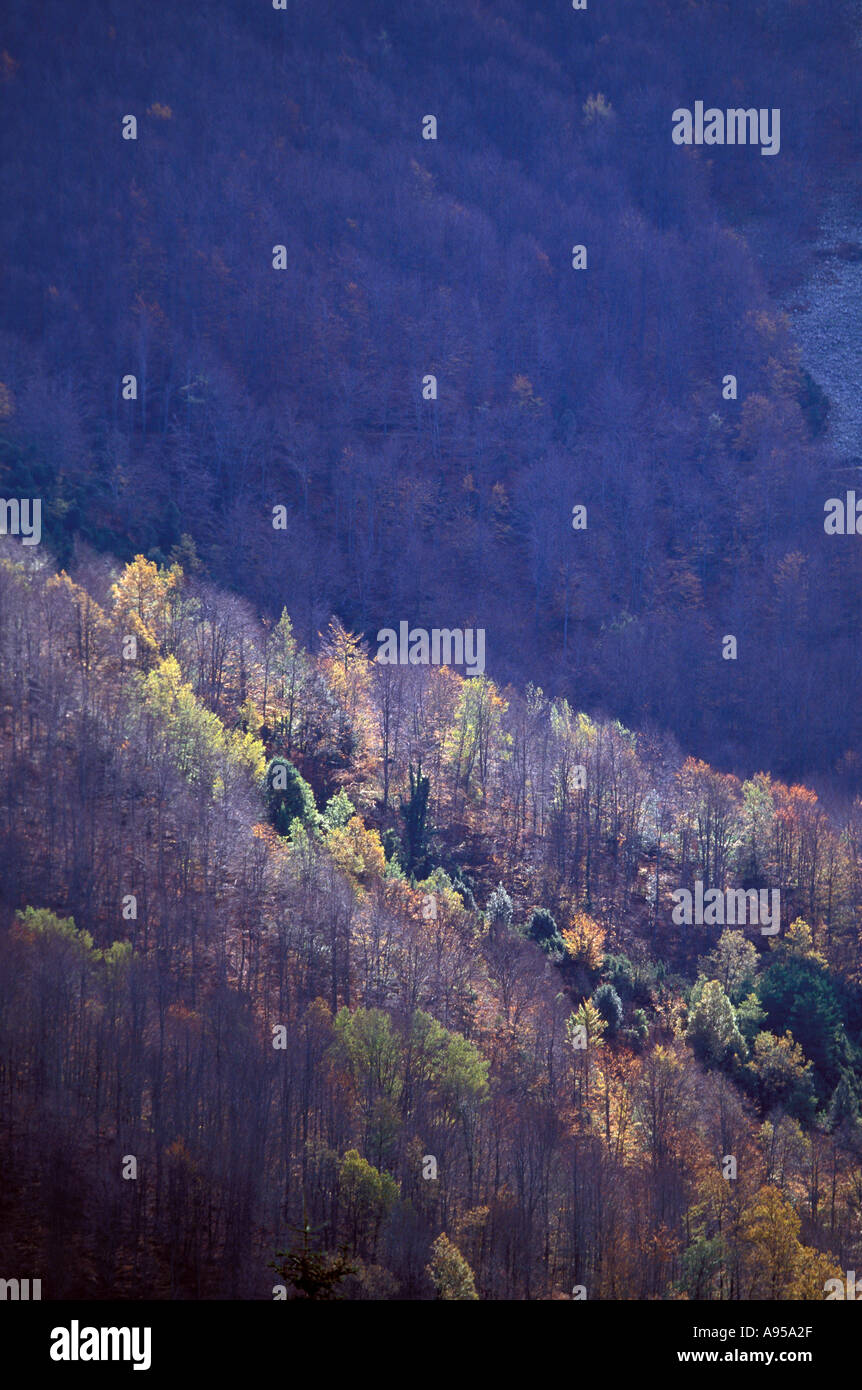 An autumn wood hi-res stock photography and images - Alamy