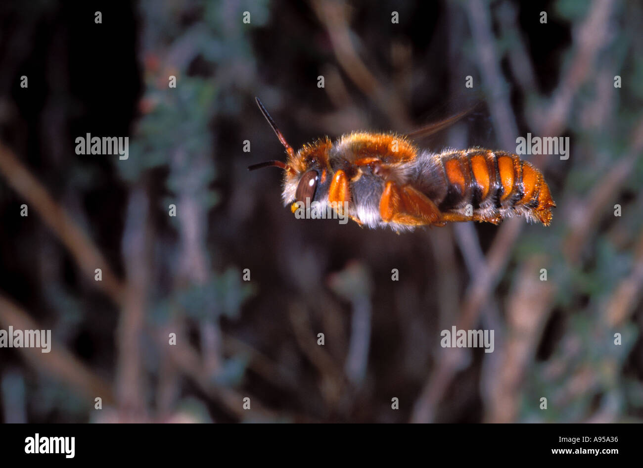 Spotted Red-resin Bee, Rhodanthidium sticticum. In flight over herbs ...