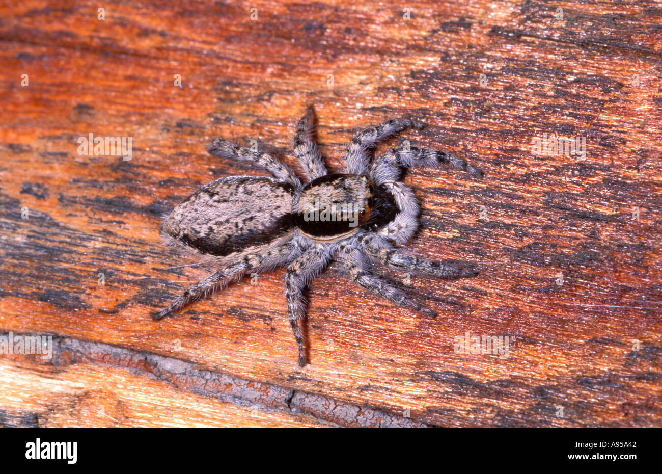 Family of spider hi-res stock photography and images - Alamy